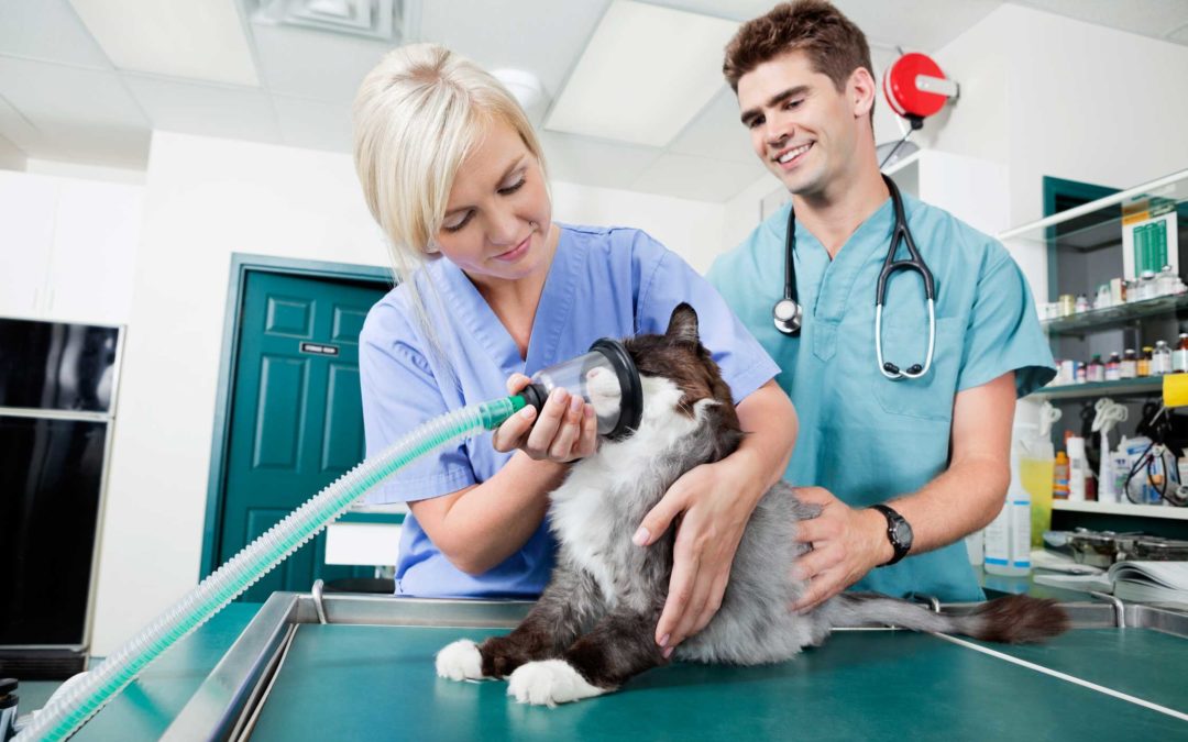 Continuous Flow Oxygen Delivery Is Essential To 24 7 Veterinary Care