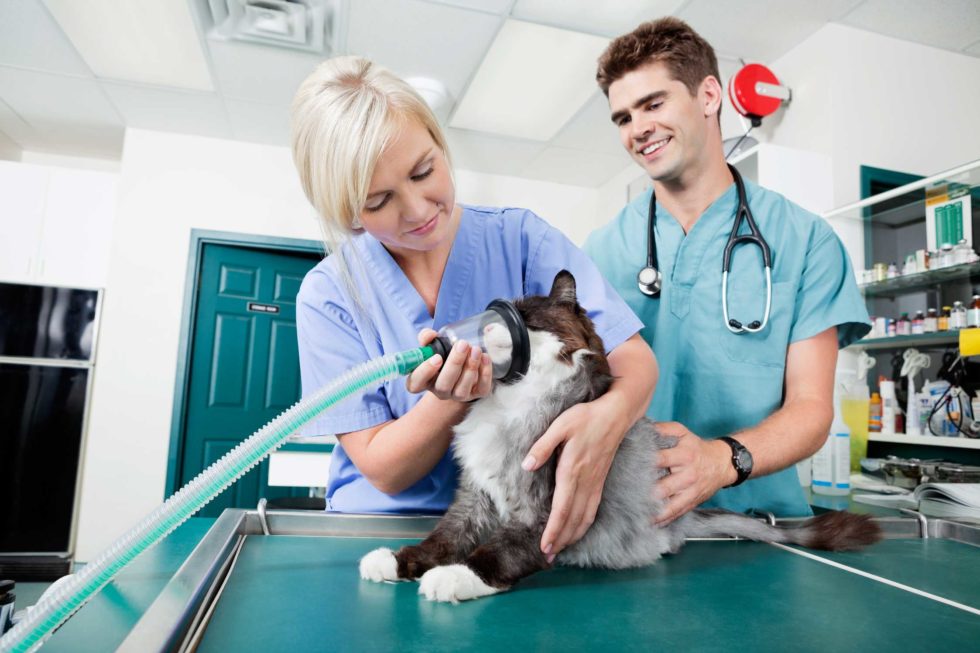 Continuous Flow Oxygen Delivery is Essential to 24/7 Veterinary Care